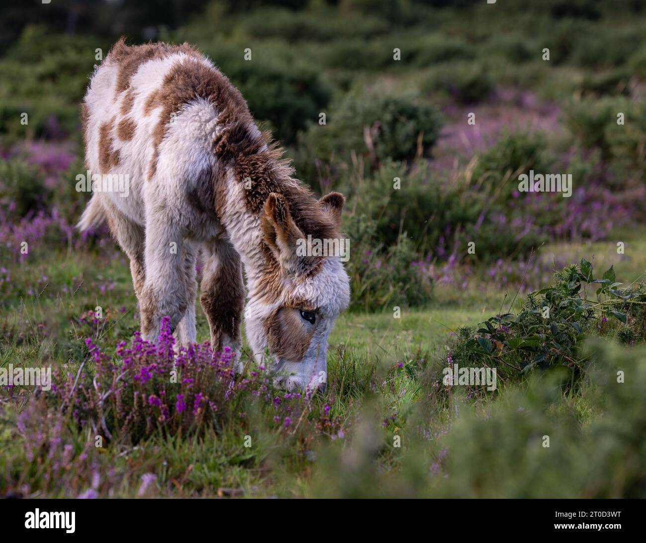 New forest donkey hi-res stock photography and images - Alamy