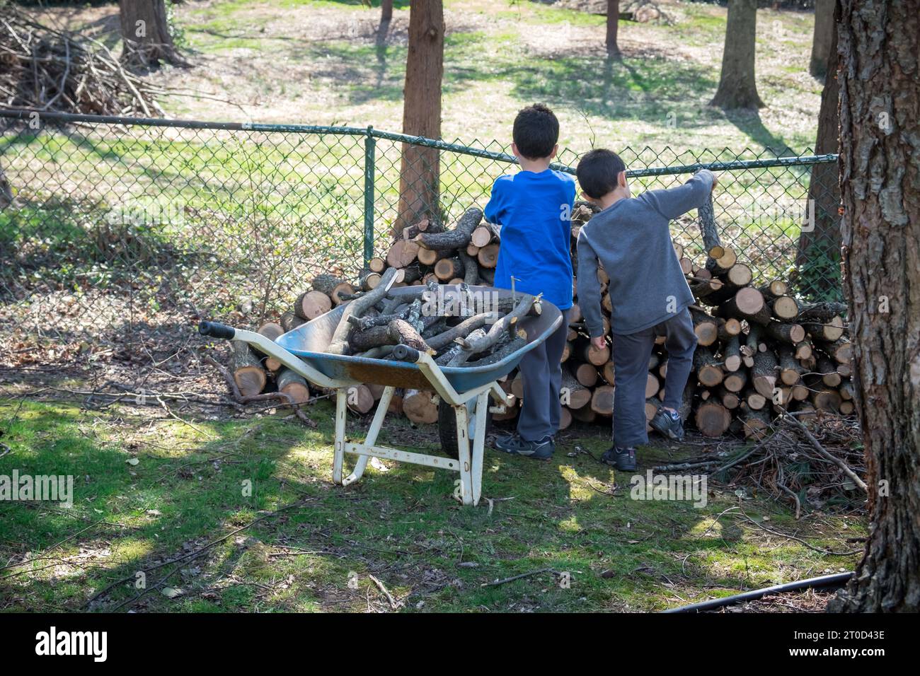 Boys gathering firewood from backyard wood pile Stock Photo - Alamy