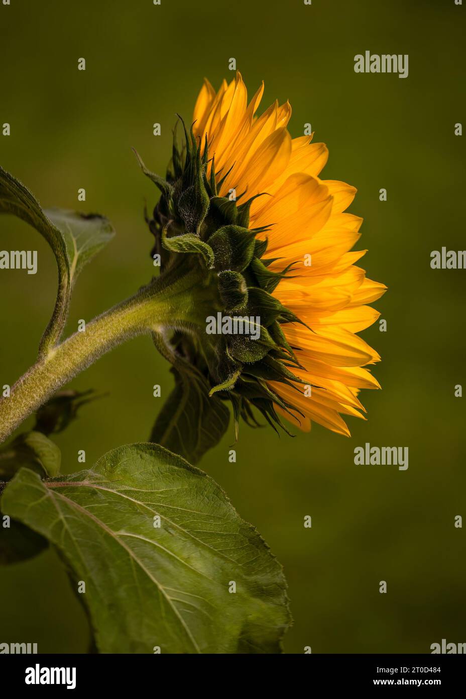 Side view of sunflower hi-res stock photography and images - Alamy