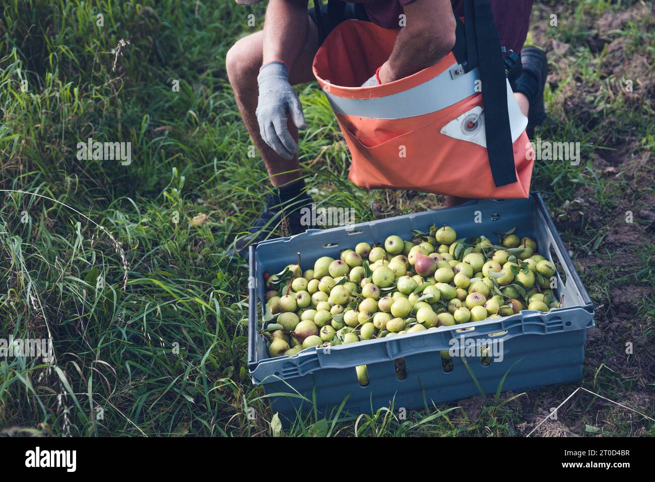 worker Unloading Harvest Of Wild Pears In Southern Sweden Stock Photo ...