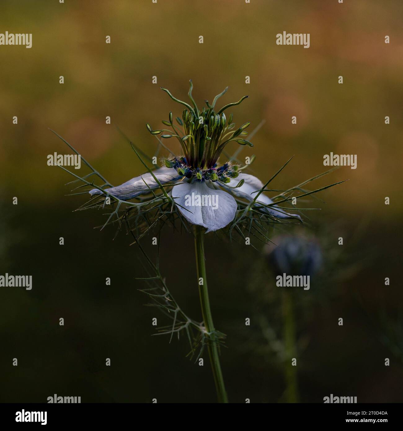 Love in the mist flowers hi-res stock photography and images - Alamy