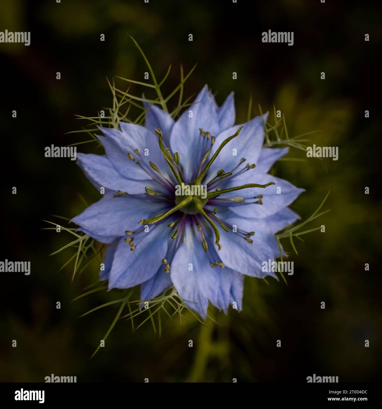 Mist and flowers hi-res stock photography and images - Alamy