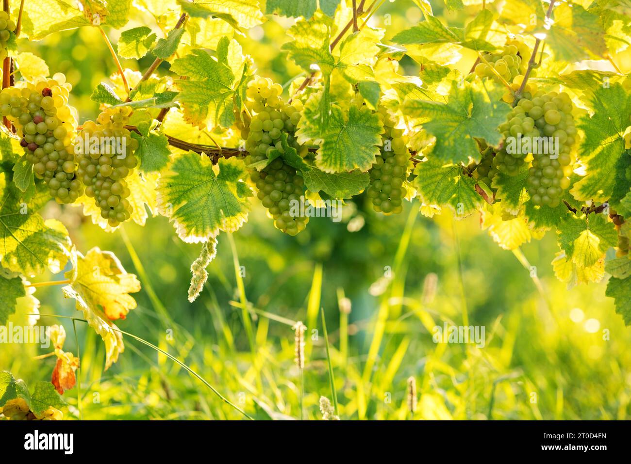 Grapevine with bunches of white grapes in the sun, framing Stock Photo ...