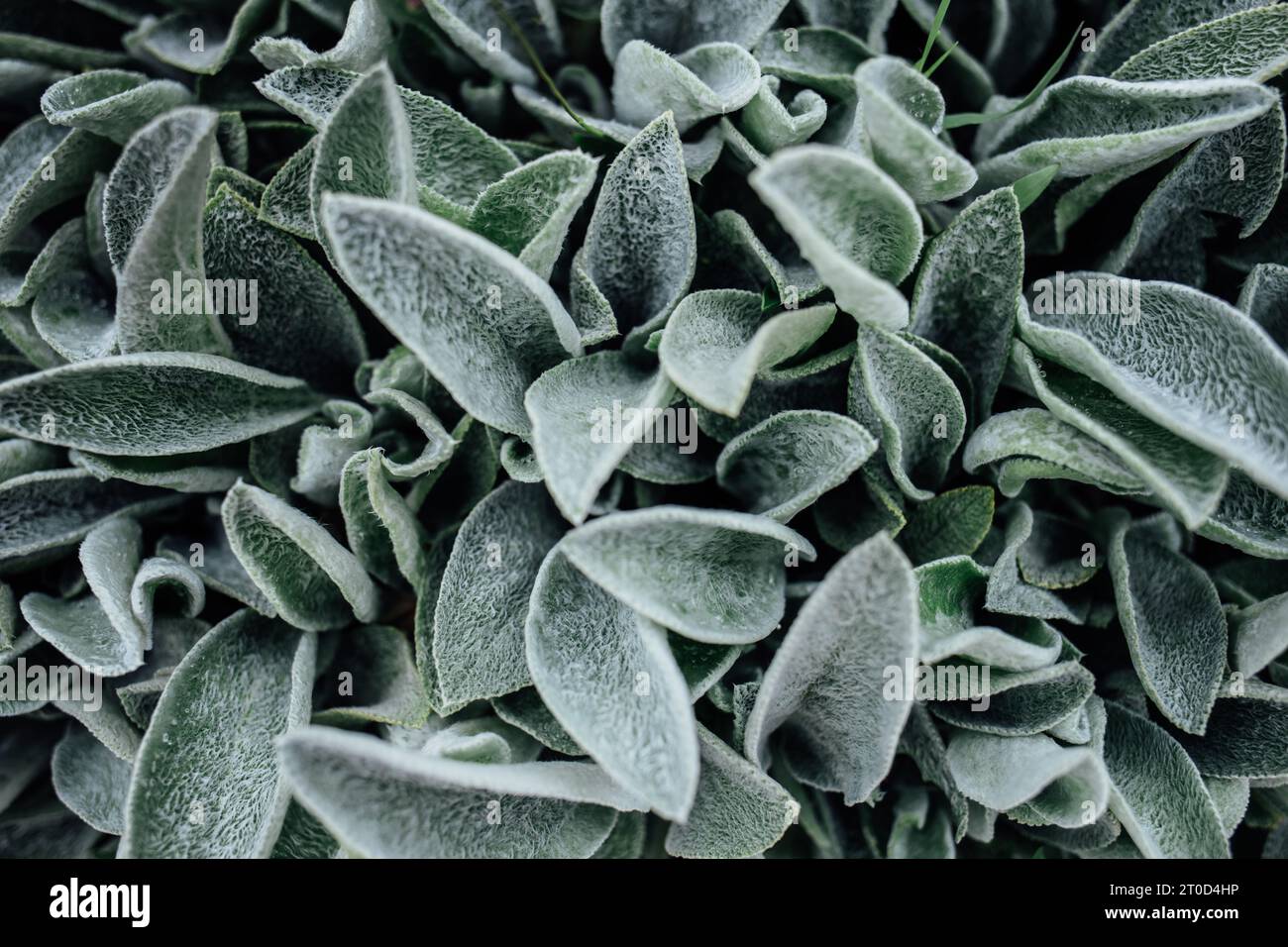 Fuzzy texture hi-res stock photography and images - Alamy