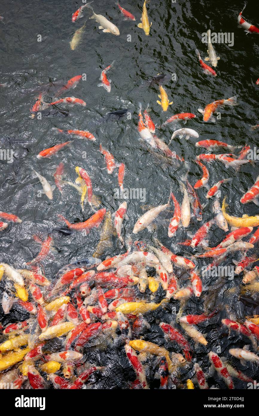 Colorful koi fish swimming in vibrant pond Stock Photo - Alamy