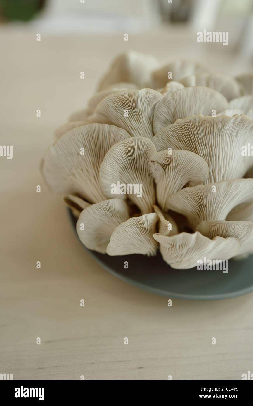 Detailed close-up of Italian oyster mushrooms in a dense cluster Stock ...