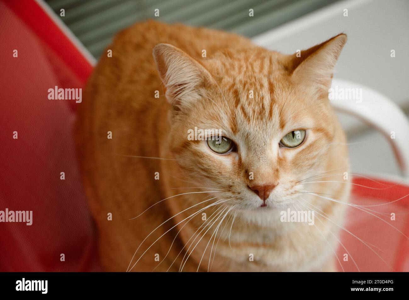 Curious cat green eyes stares hi-res stock photography and images - Alamy