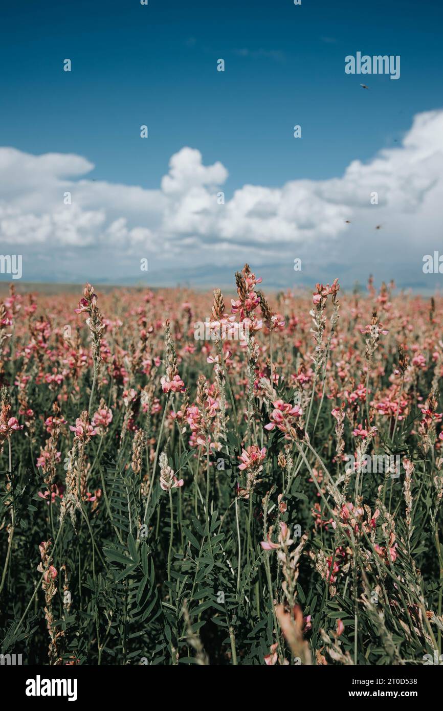 Community farming practices hi-res stock photography and images - Alamy