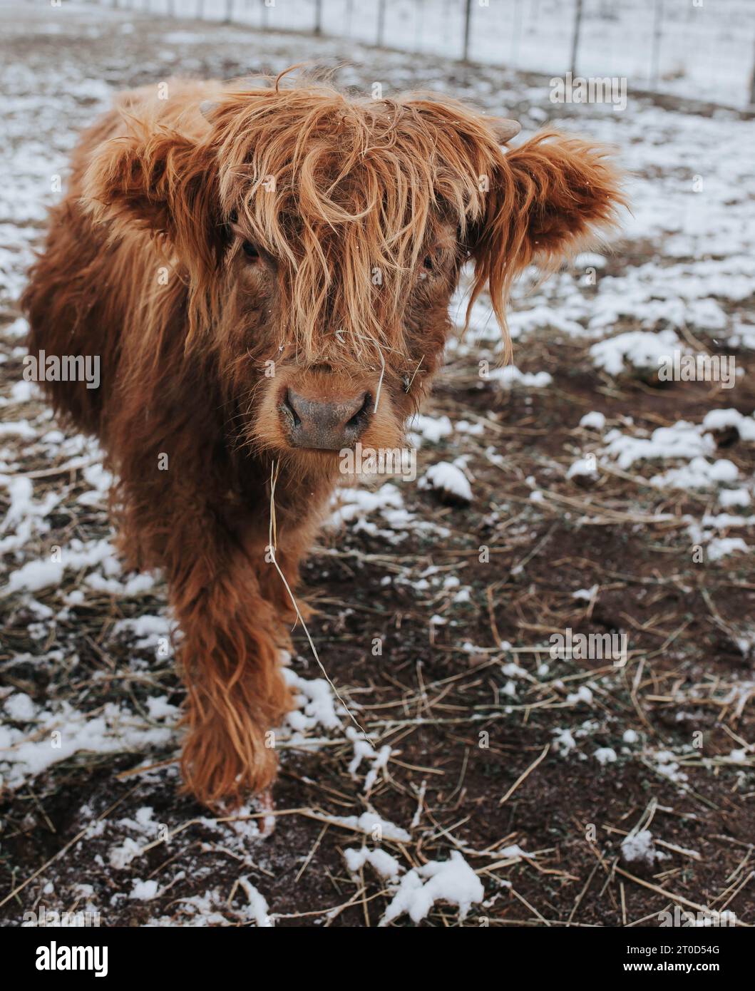 Fluffy cow stands in the snowy landscape Stock Photo - Alamy