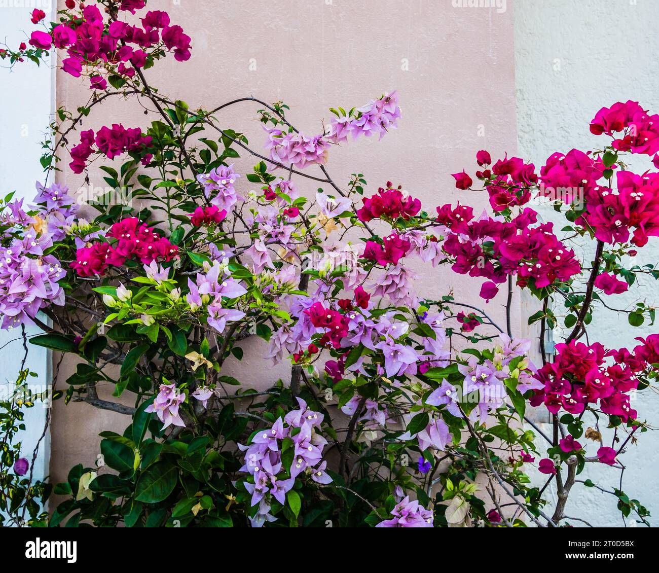 Tropical flowers puerto rico hi-res stock photography and images - Alamy