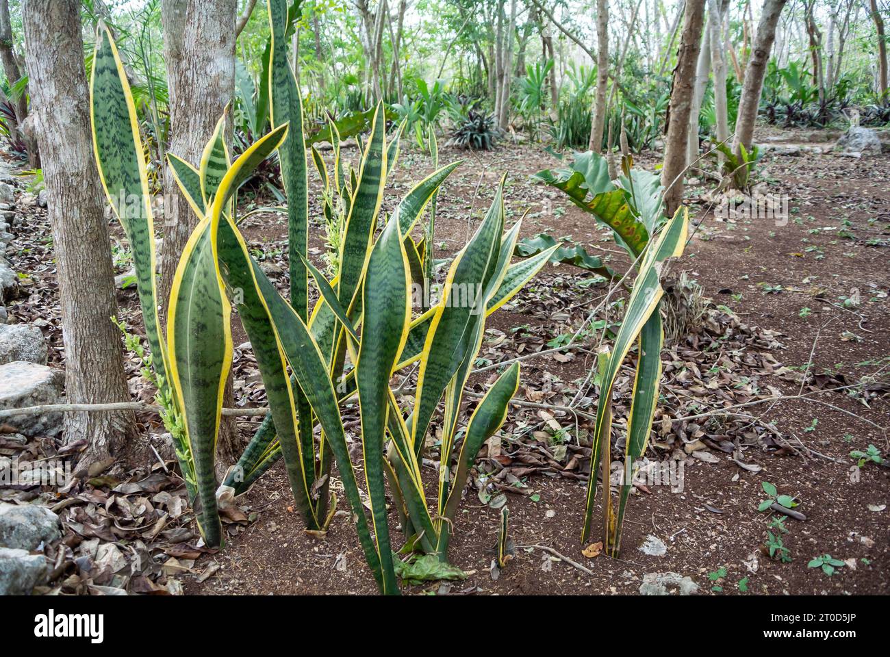 Asparagaceae hi-res stock photography and images - Alamy