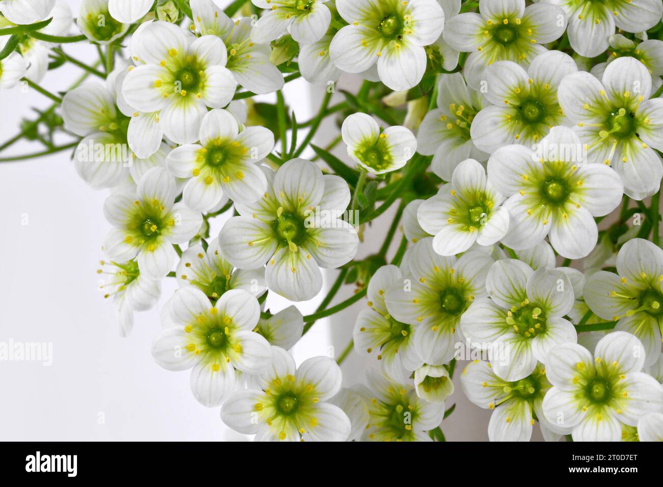 White blooming flowers of 'Saxifraga x Arendsii White Pixie' plant ...