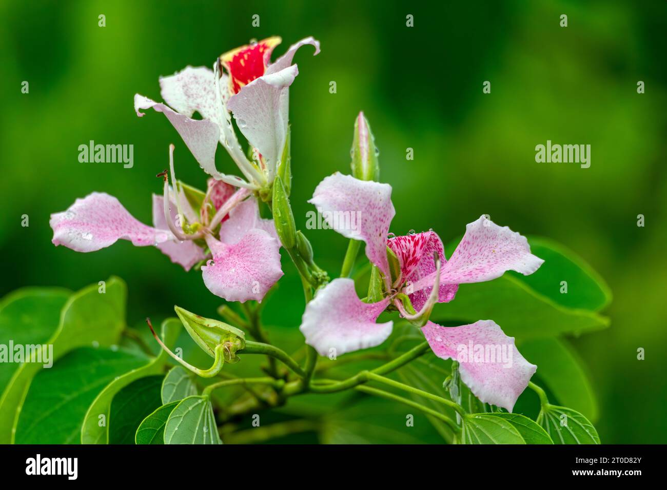 Bauhinia monandra is a species of leguminous trees, of the family ...