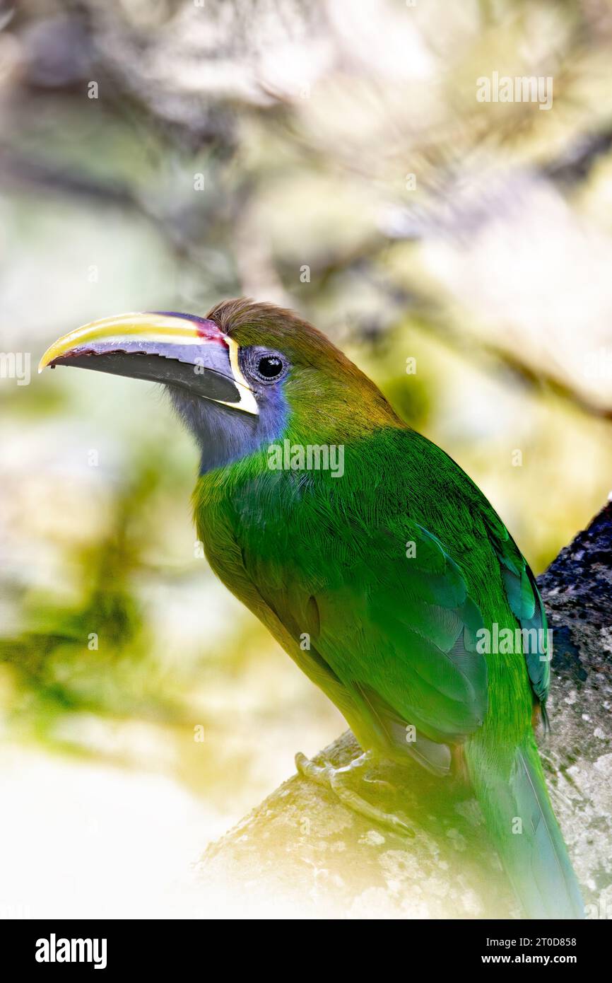 Emerald toucanet (Aulacorhynchus prasinus), small toucan. Beautiful ...