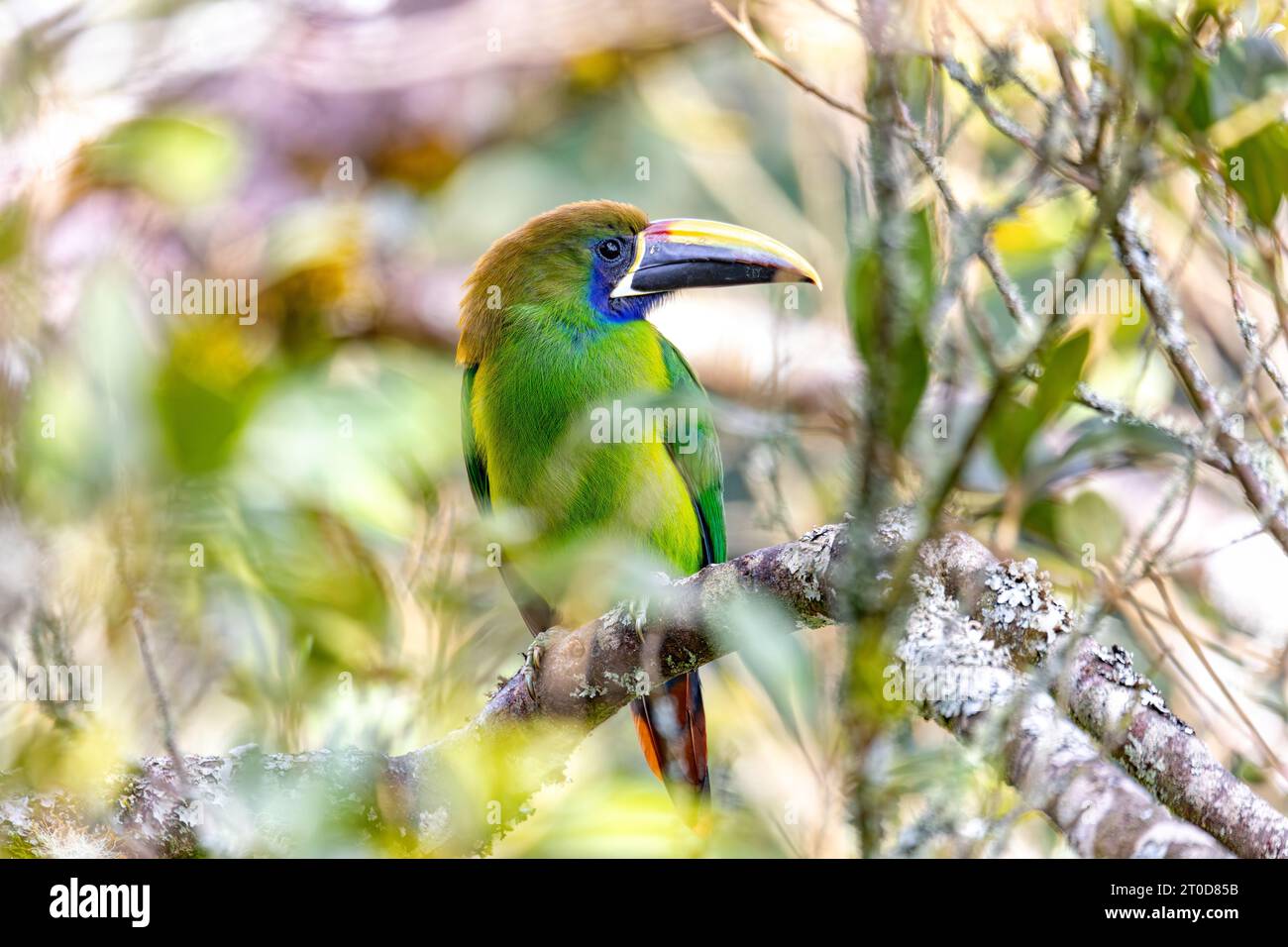 Emerald toucanet (Aulacorhynchus prasinus), small toucan. Beautiful ...