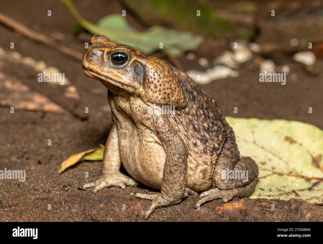 Rhinella horribilis is the scientific name used for populations of the ...