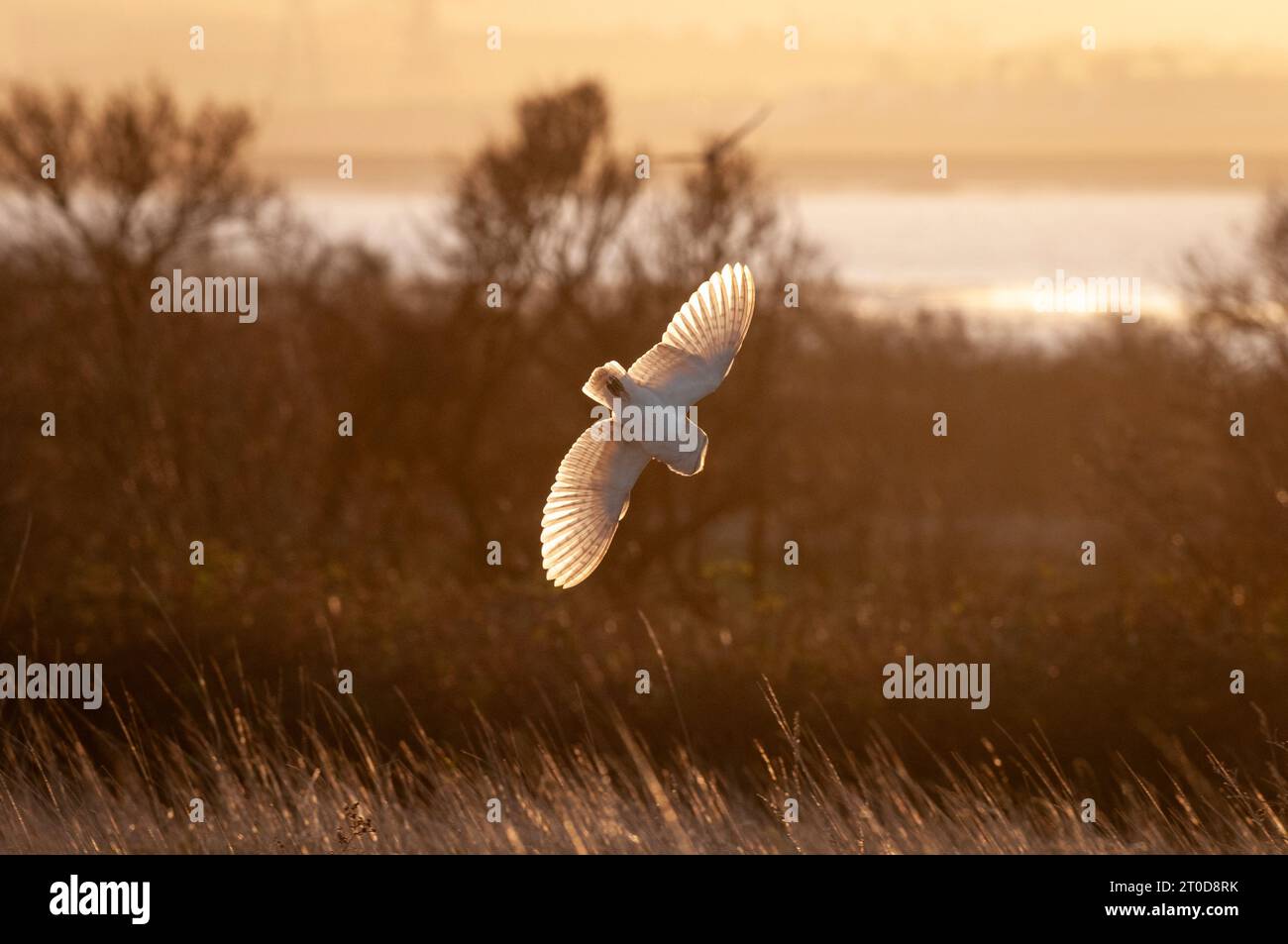Barn owl hunting over rough grassland, Harty, Isle of Sheppey, Kent ...