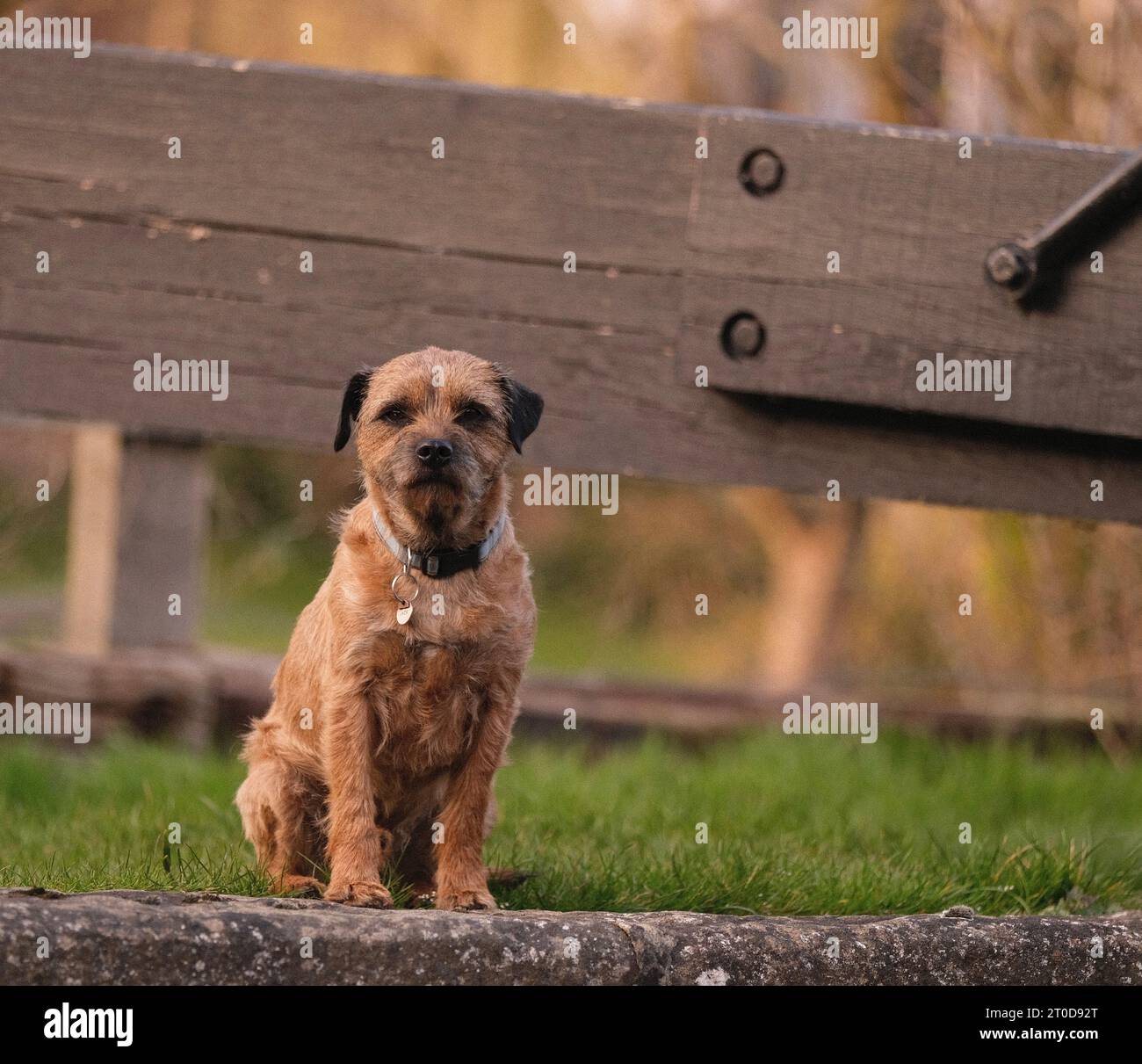 Working bedlington hi-res stock photography and images - Alamy