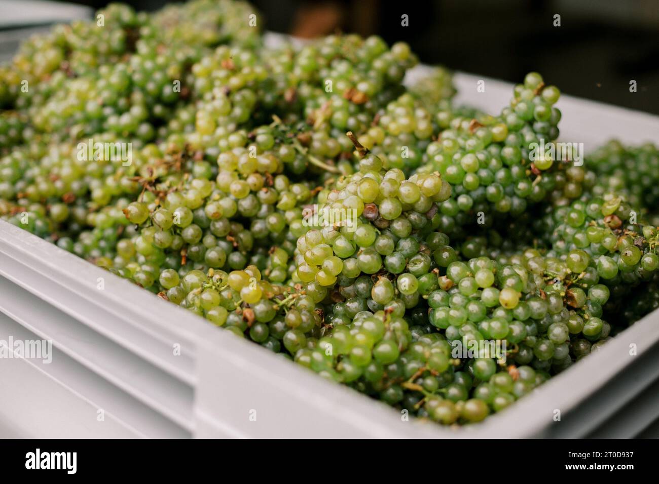Green grape after harvesting process in a grey basket Stock Photo - Alamy