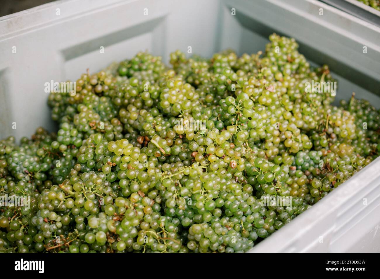 Green grape after harvesting process in a grey basket Stock Photo - Alamy