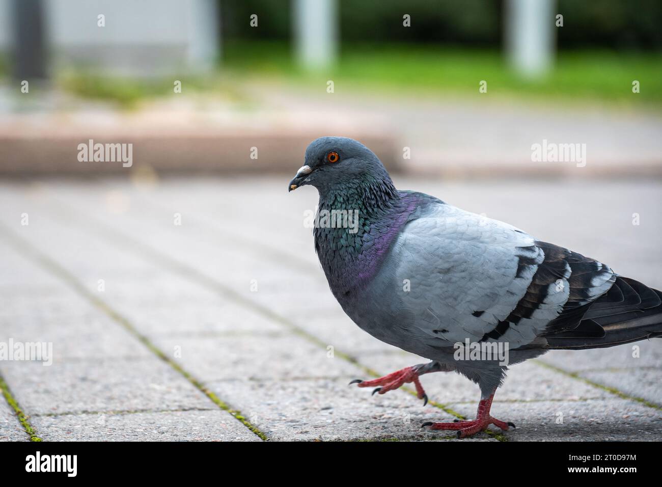 pigeon walking on a street Stock Photo - Alamy