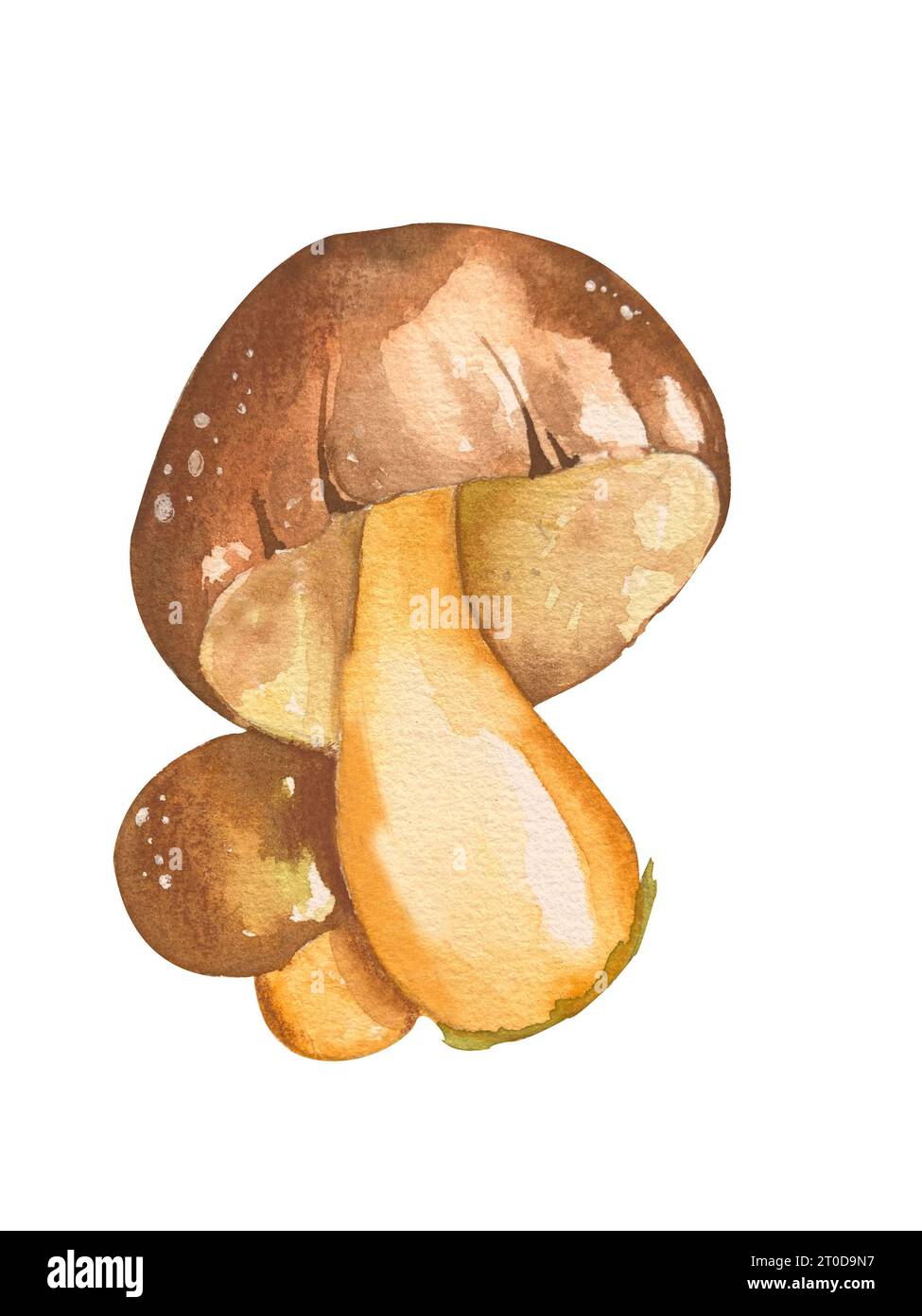 Autumn illustration mushrooms. Porcini. Watercolor botanical drawing ...