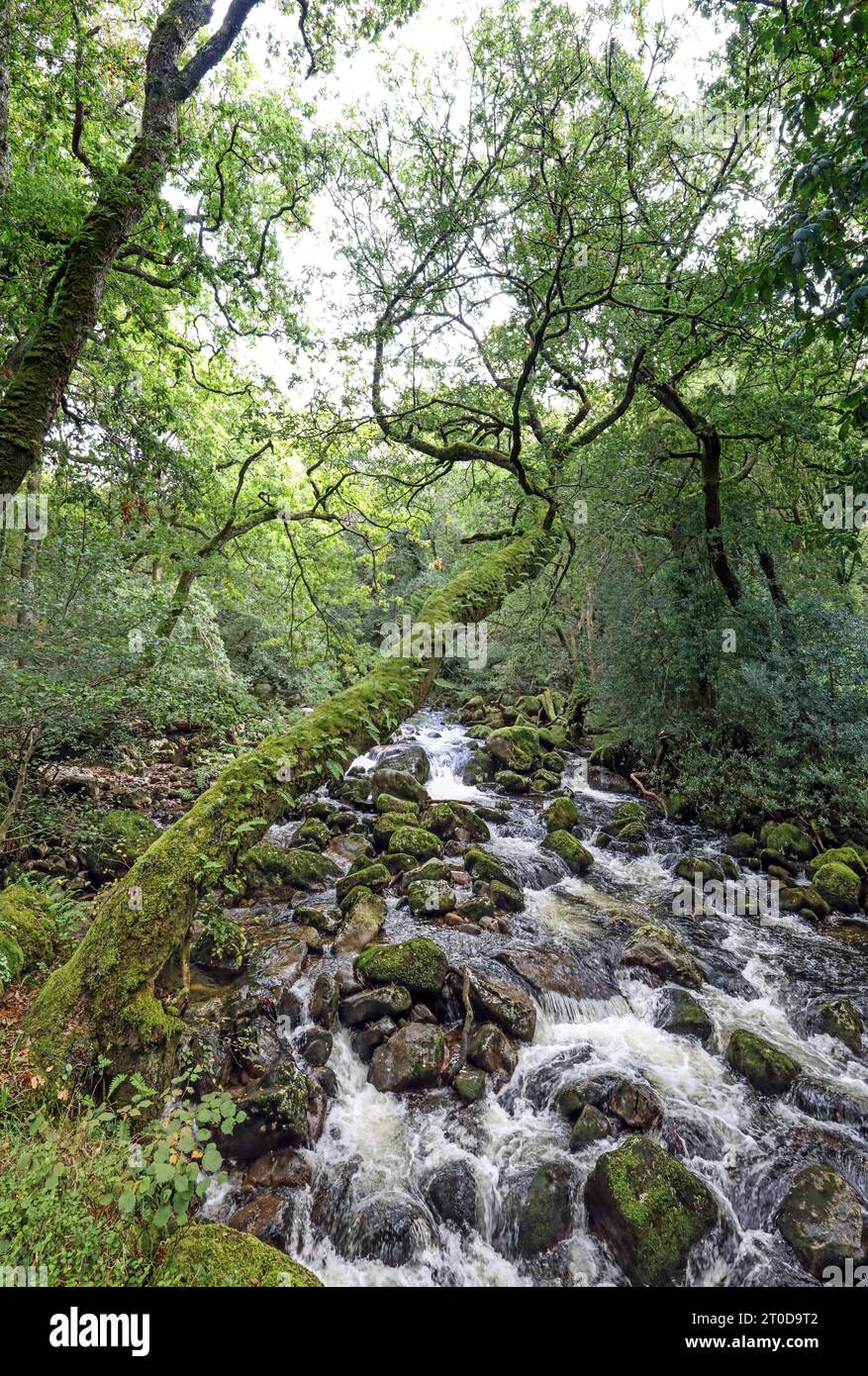 A tree on the banks stretches over the River Plym at Shaugh Bridge in ...
