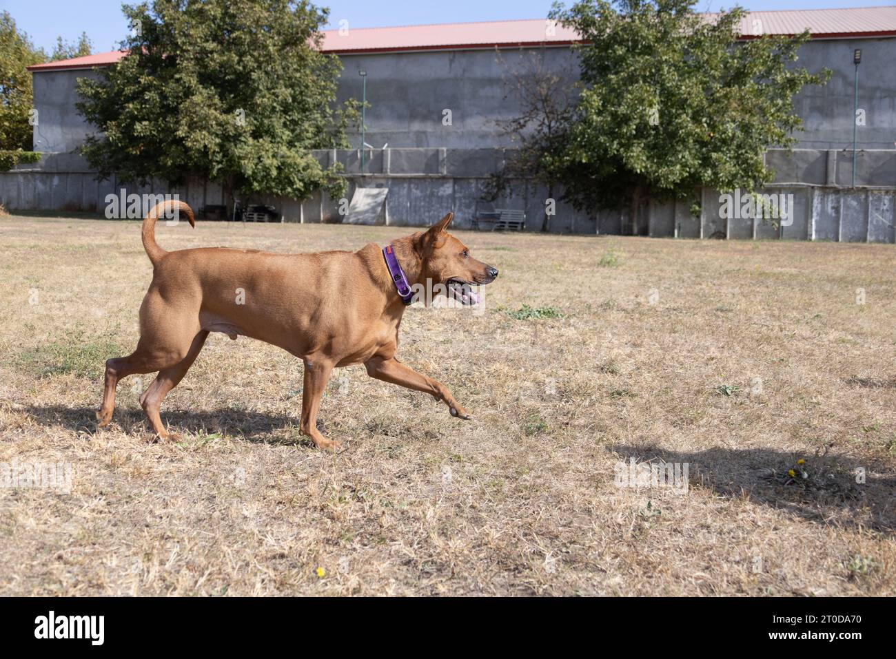 Thai Ridgeback Puppy. Red Thai Ridge Dog - ancient local dog of ...