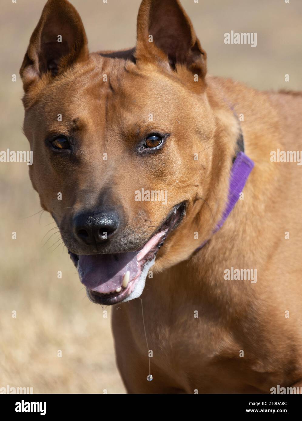 Thai Ridgeback Puppy. Red Thai Ridge Dog - ancient local dog of ...