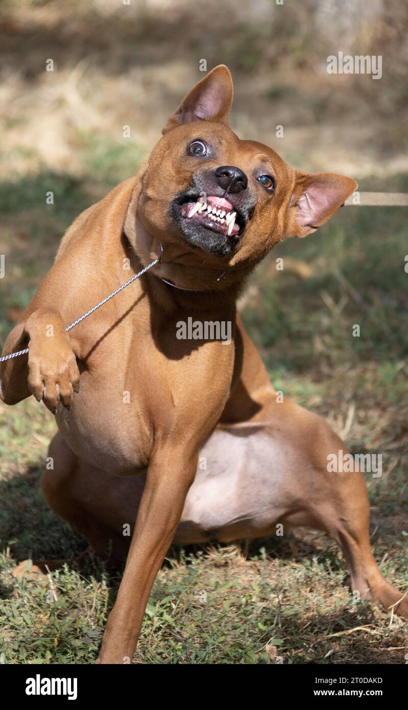 Thai Ridgeback Puppy. Red Thai Ridge Dog - ancient local dog of ...