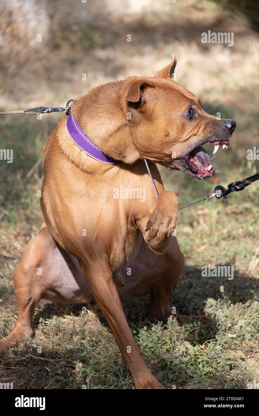 Thai Ridgeback Puppy. Red Thai Ridge Dog - ancient local dog of ...