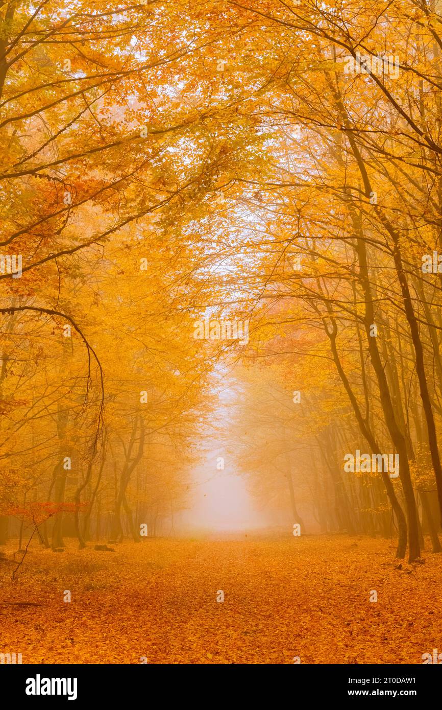 Autumn coloured leaves of beech fagus sylvatica hi-res stock ...