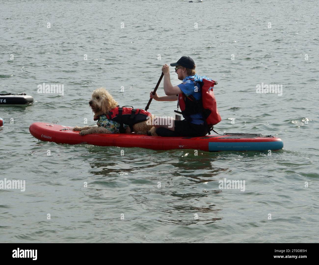 Paddle boarding with pet dog Stock Photo - Alamy