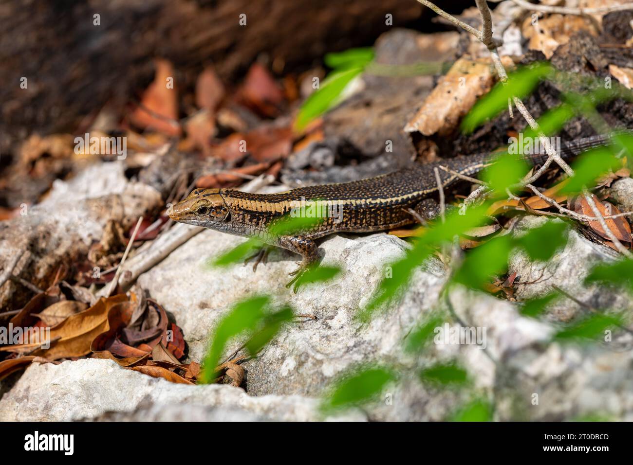 Madagascar girdled lizard or Madagascar plated lizard (Zonosaurus ...
