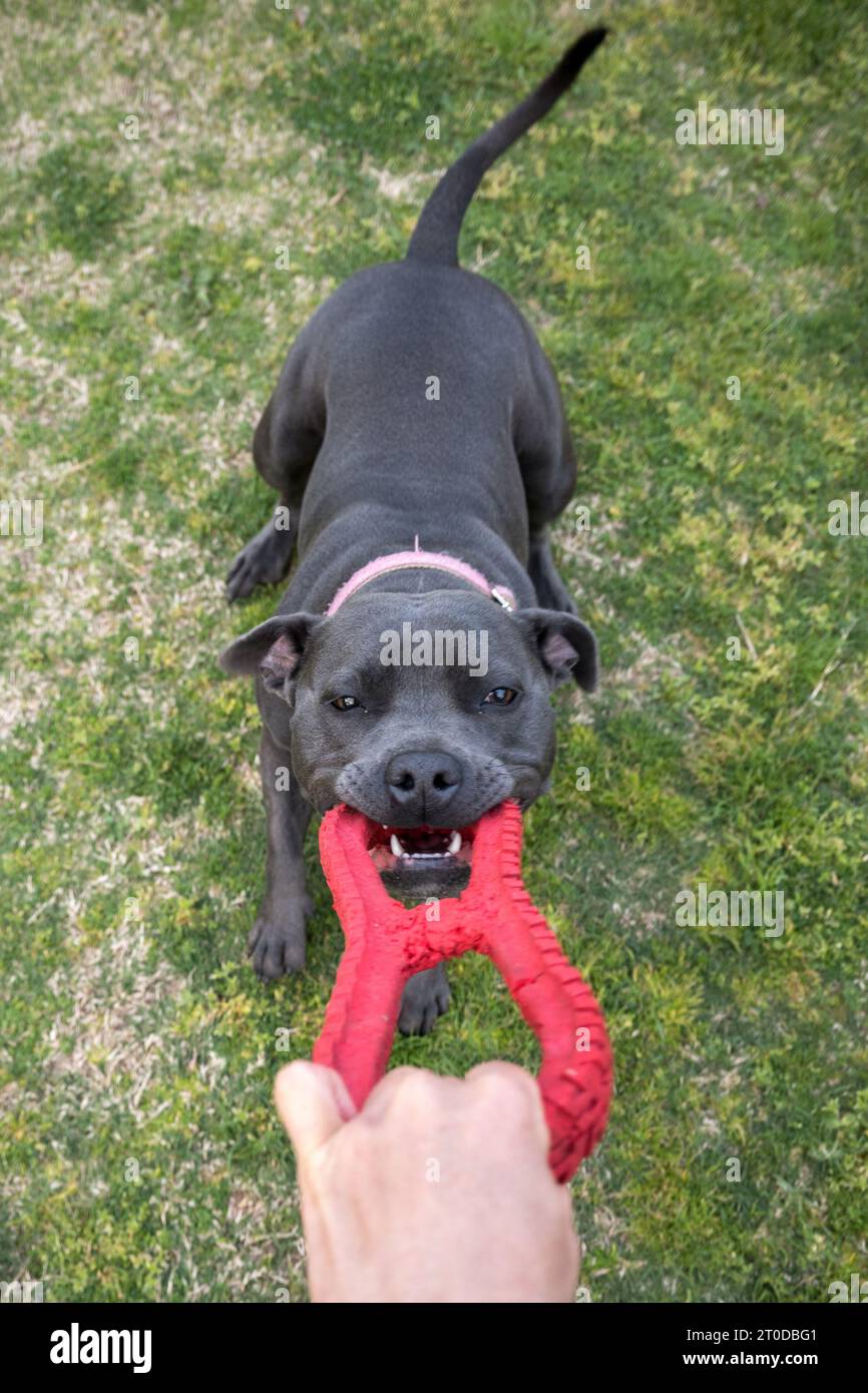 Blue Staffordshire Bull Terrier or Staffy playing tug-of-war game Stock ...