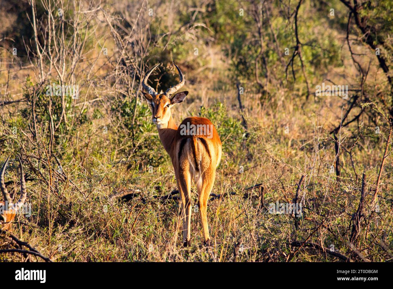 Ram impala alone hi-res stock photography and images - Alamy