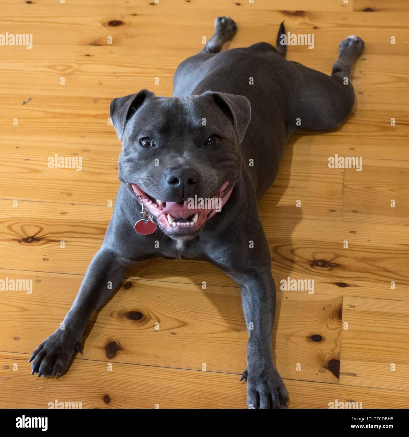 Blue Staffordshire Bull Terrier or Staffy laying on a wood floor Stock ...
