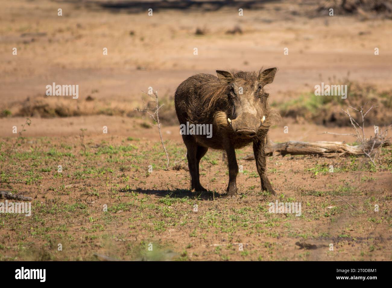 Camera hog hi-res stock photography and images - Alamy