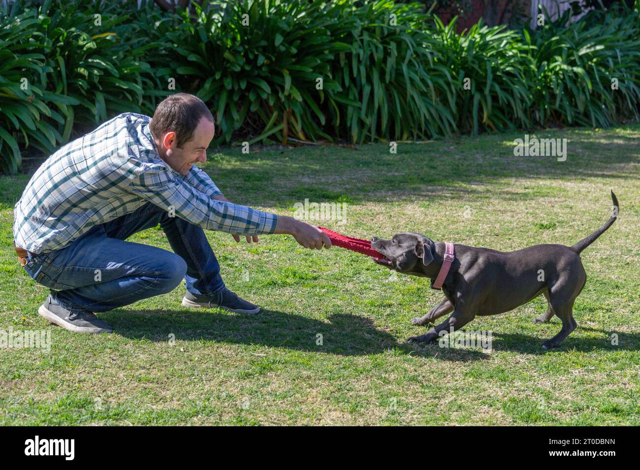 Blue Staffordshire Bull Terrier or Staffy playing tug-of-war game Stock ...