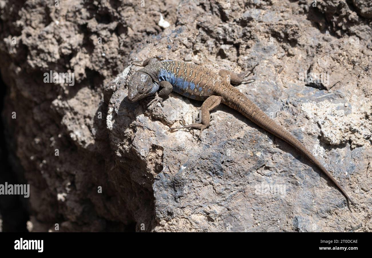 Lagarto lagarto hi-res stock photography and images - Alamy