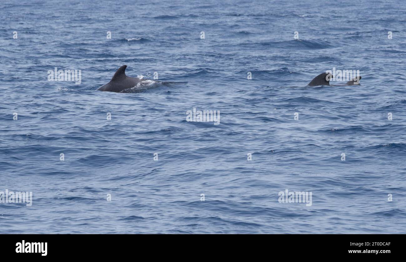 Atlantic blue whale hi-res stock photography and images - Alamy