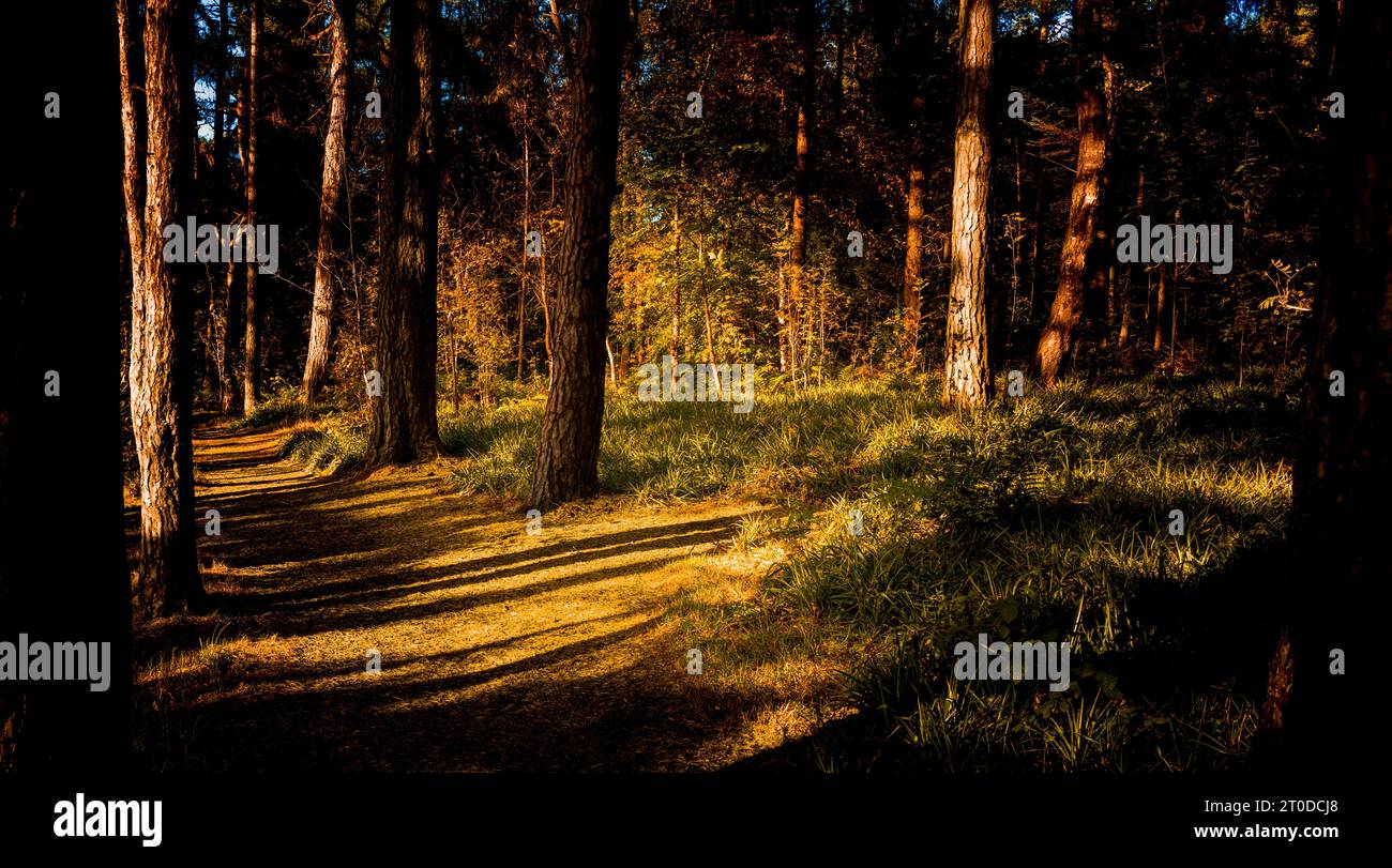 Low light picture in woodland hi-res stock photography and images - Alamy