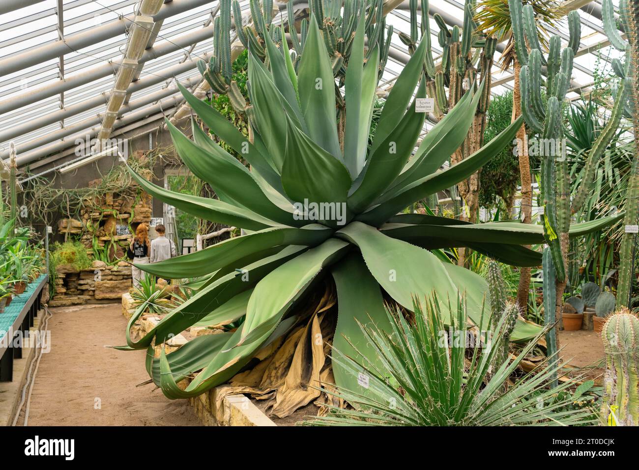 Huge agave hi-res stock photography and images - Alamy