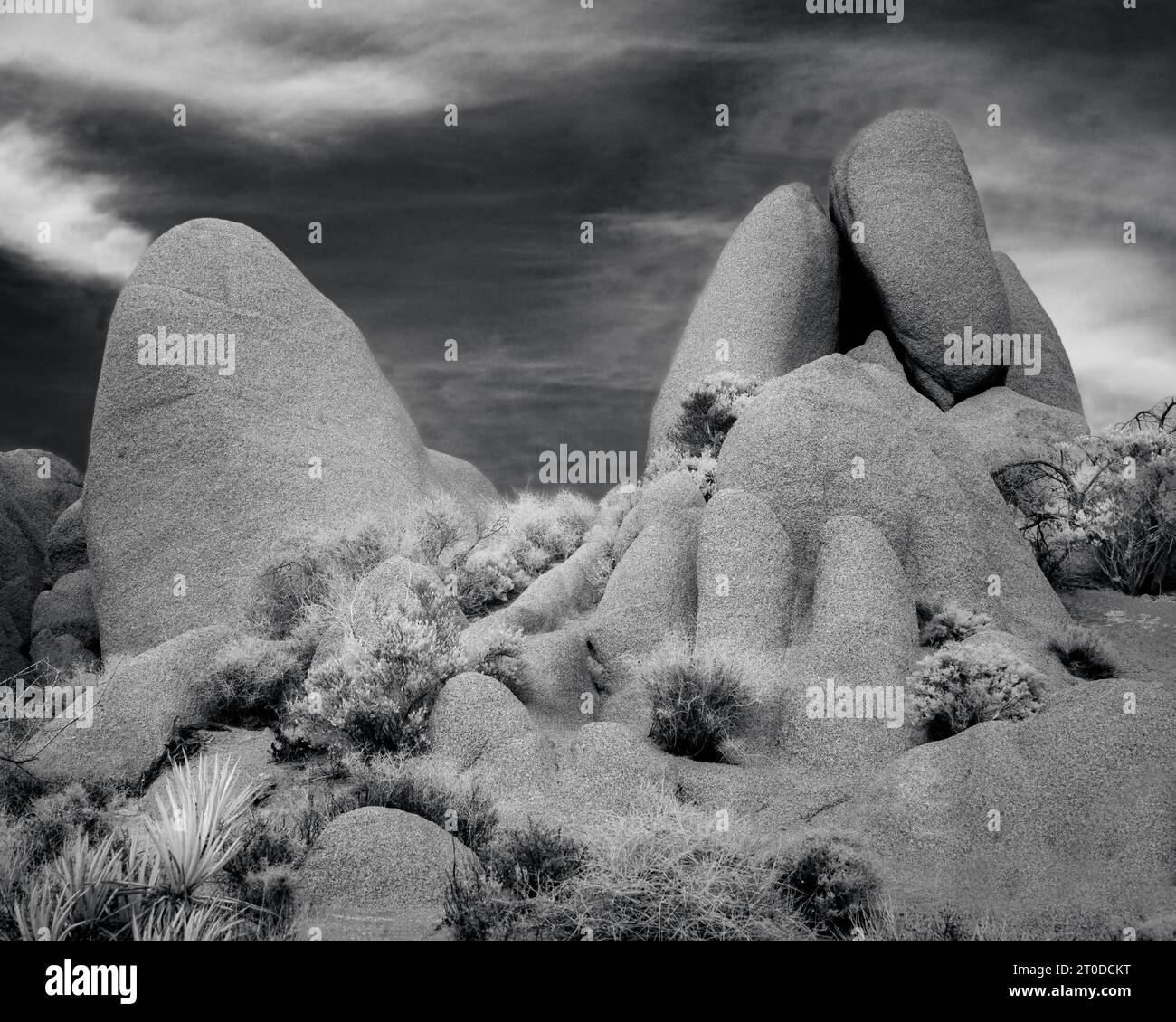 Rock formations and flora within the arid desert ecosystem of Joshua ...