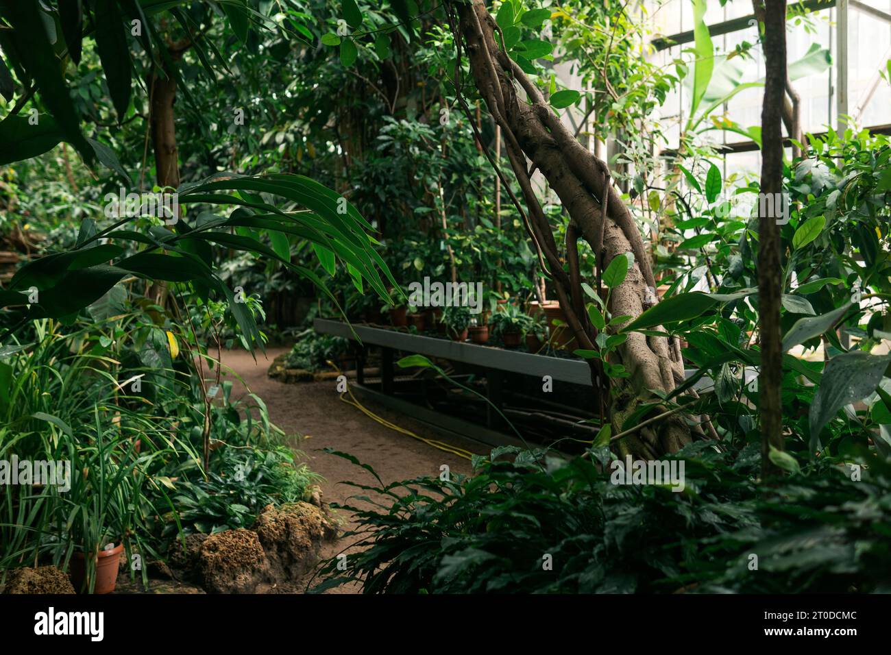interior of a large greenhouse with a collection of tropical plants ...