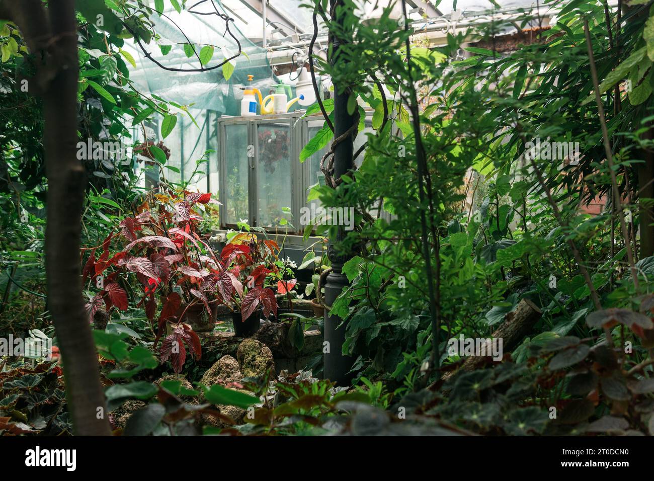 interior of a large greenhouse with a collection of tropical plants ang ...