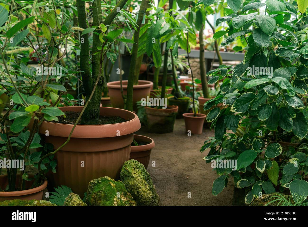 Tropical plants in pots hi-res stock photography and images - Alamy