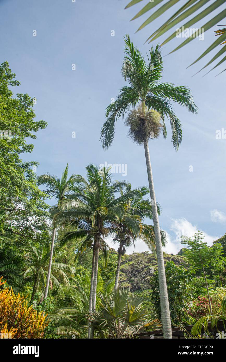 Fijian bure hi-res stock photography and images - Alamy