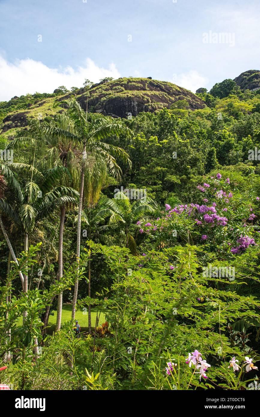 Flower in the garden, Fiji, country in the South Pacific Stock Photo ...