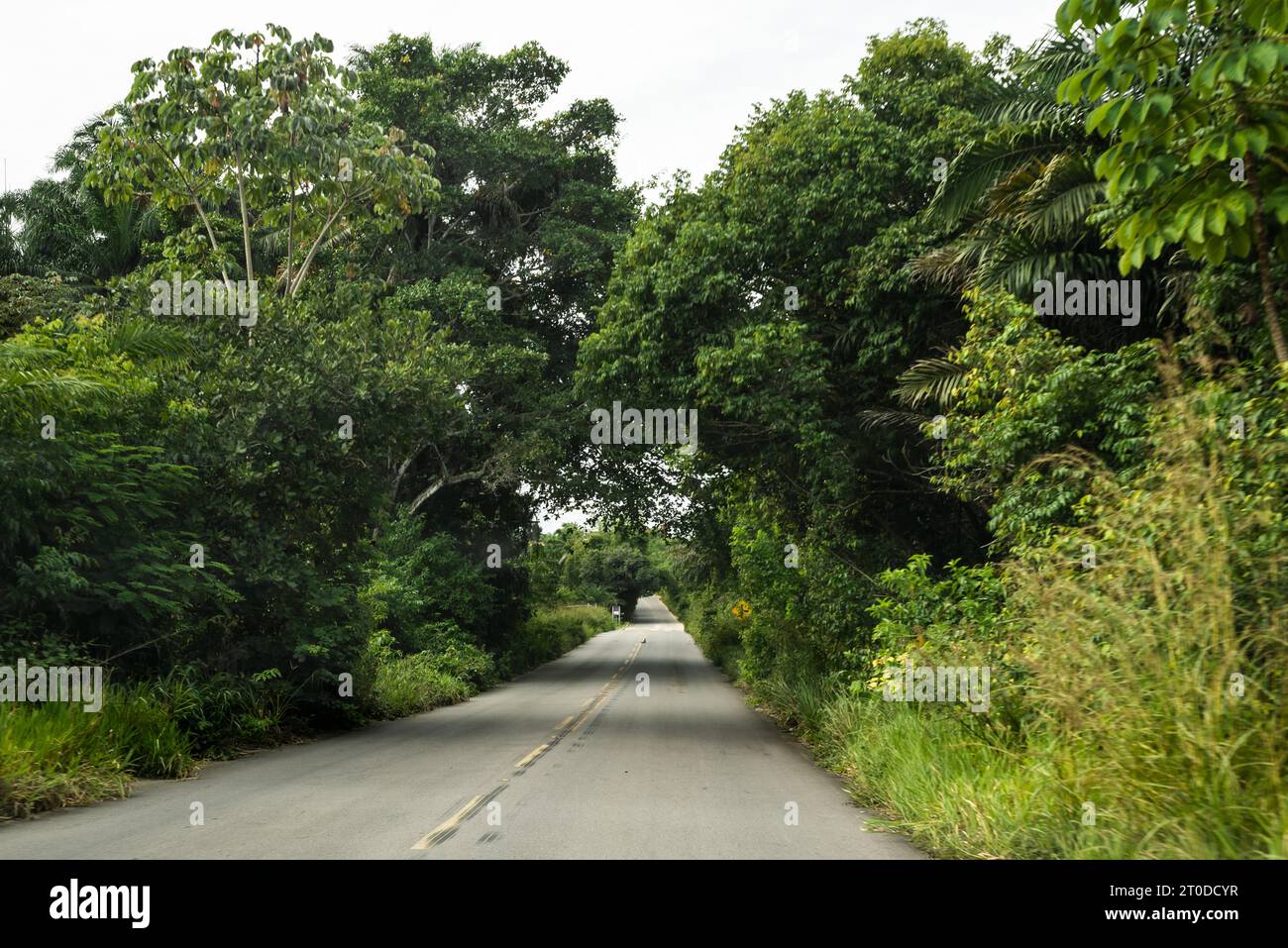 Green and dense forest on both sides of an asphalt road that connects ...